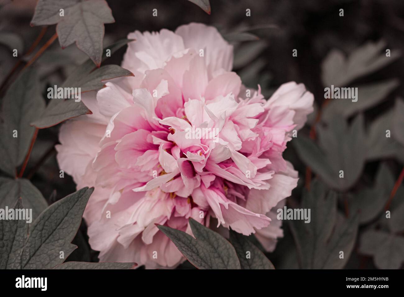 Large peony hi-res stock photography and images - Alamy