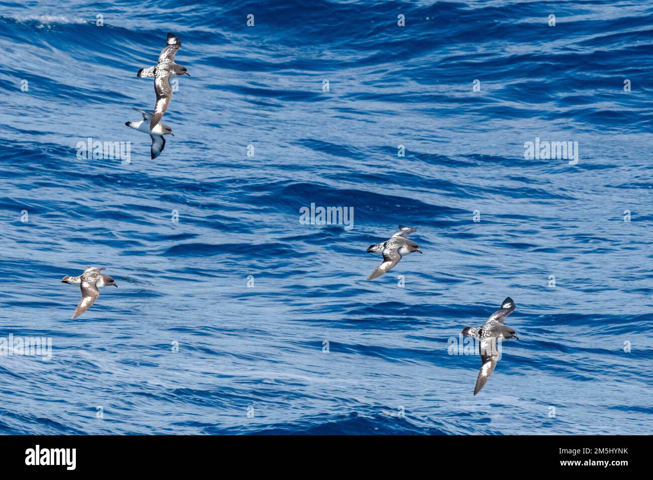 Antarctica, Drake Passage. Cape petrel in flight (WILD: Daption capense ...