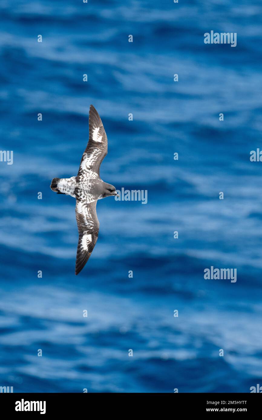 Antarctica, Drake Passage. Cape petrel in flight (WILD: Daption capense ...