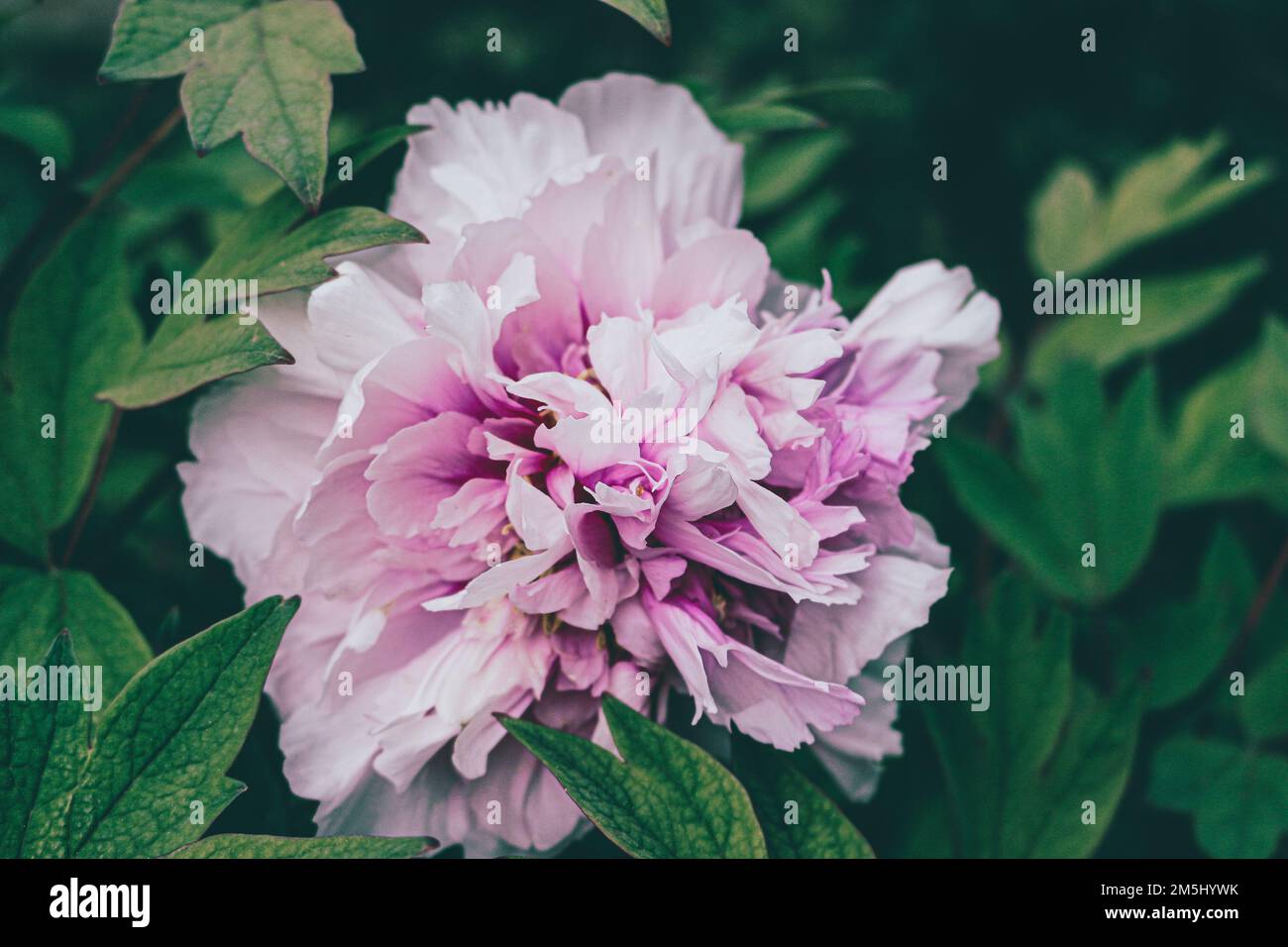 Wonderful large peony in bloom Stock Photo - Alamy