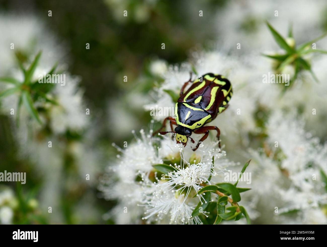 Australian native endemic insect fauna hi-res stock photography and ...
