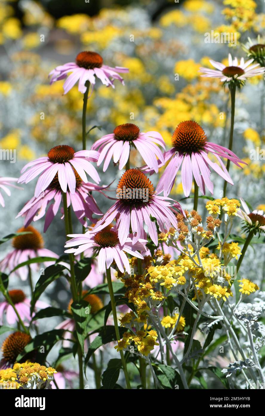Close up of coneflower flowers or echinacea in the garden hi-res stock ...
