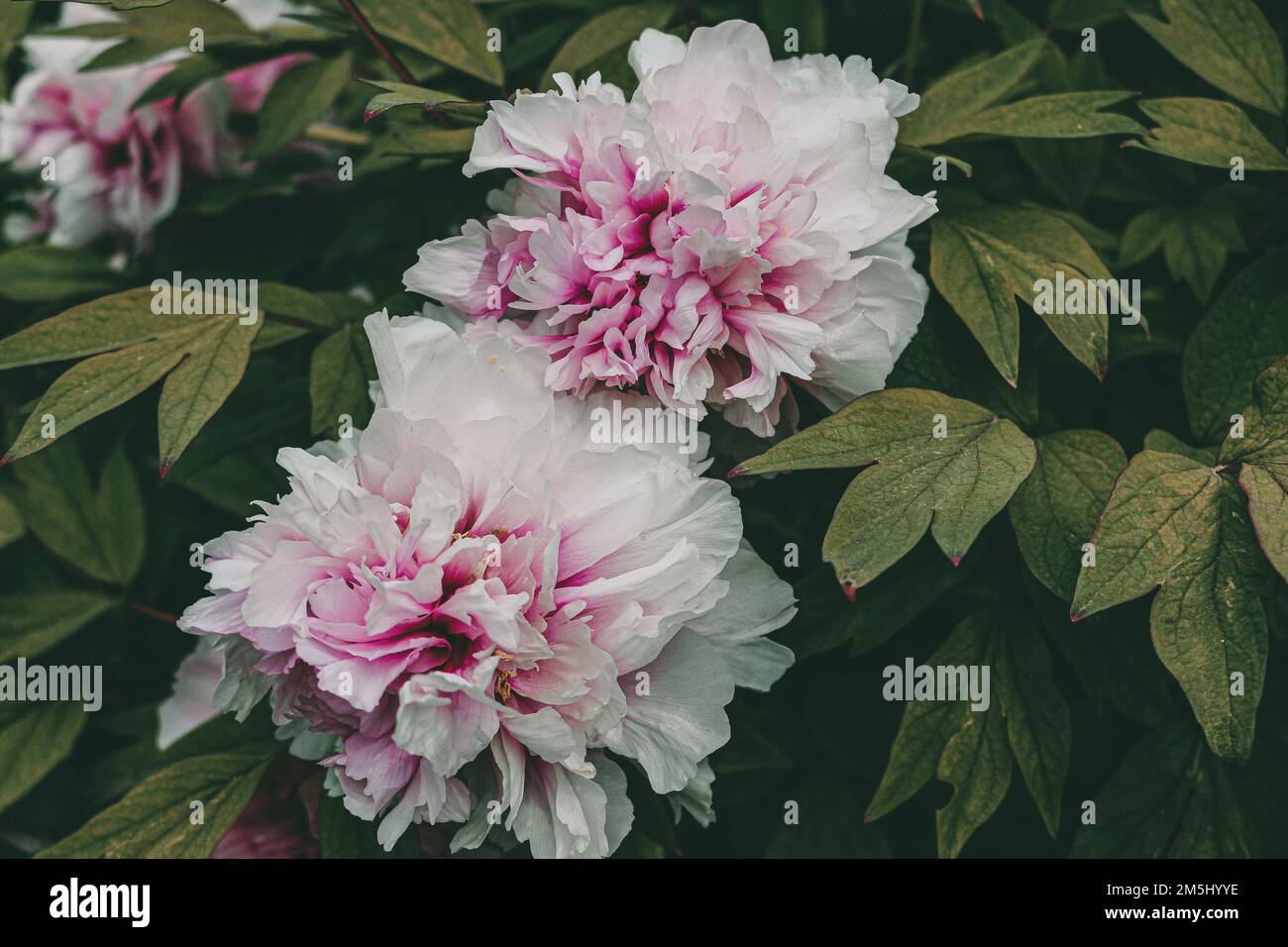 Large peonies hi-res stock photography and images - Alamy