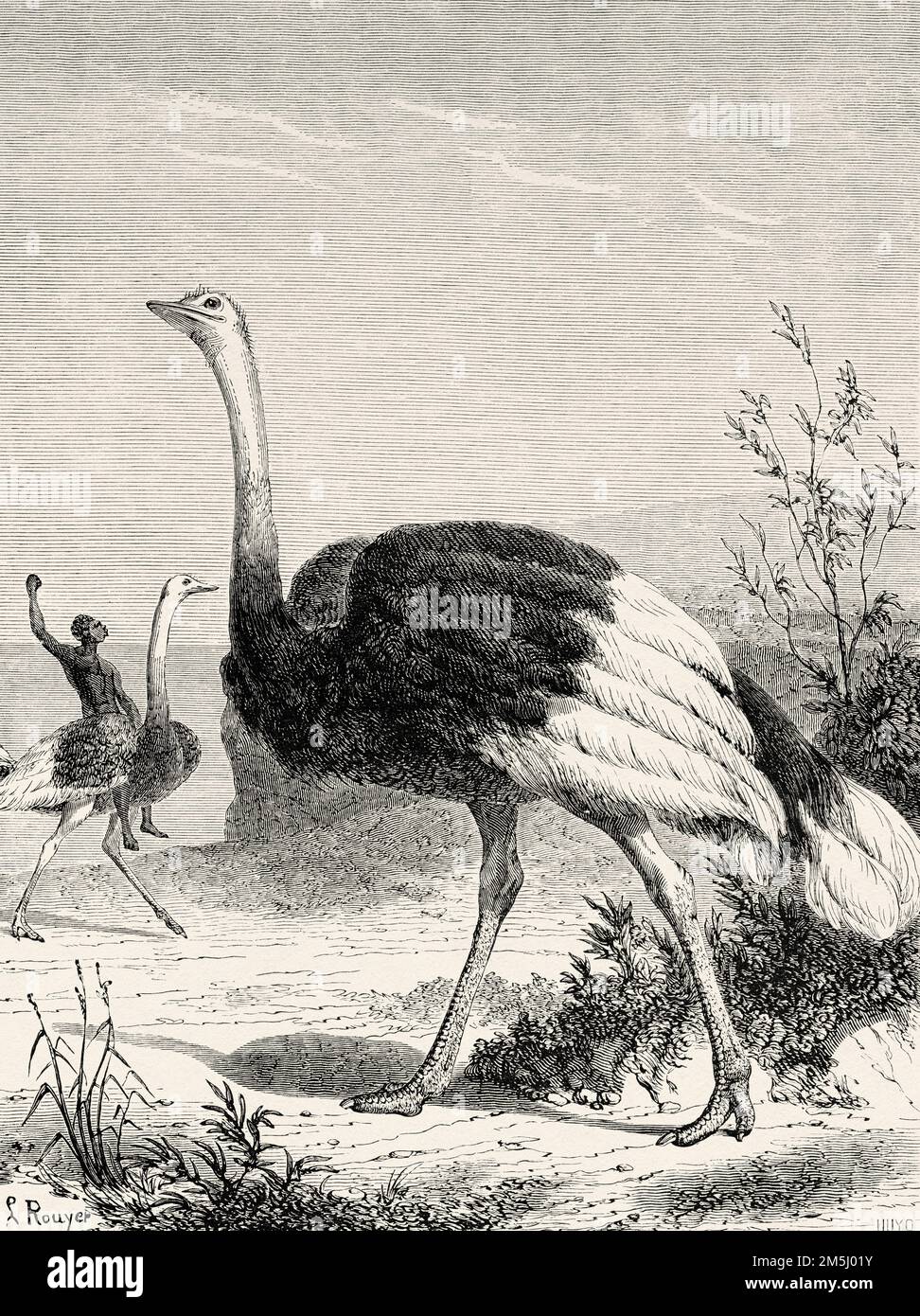 Animal ancien hi-res stock photography and images - Alamy