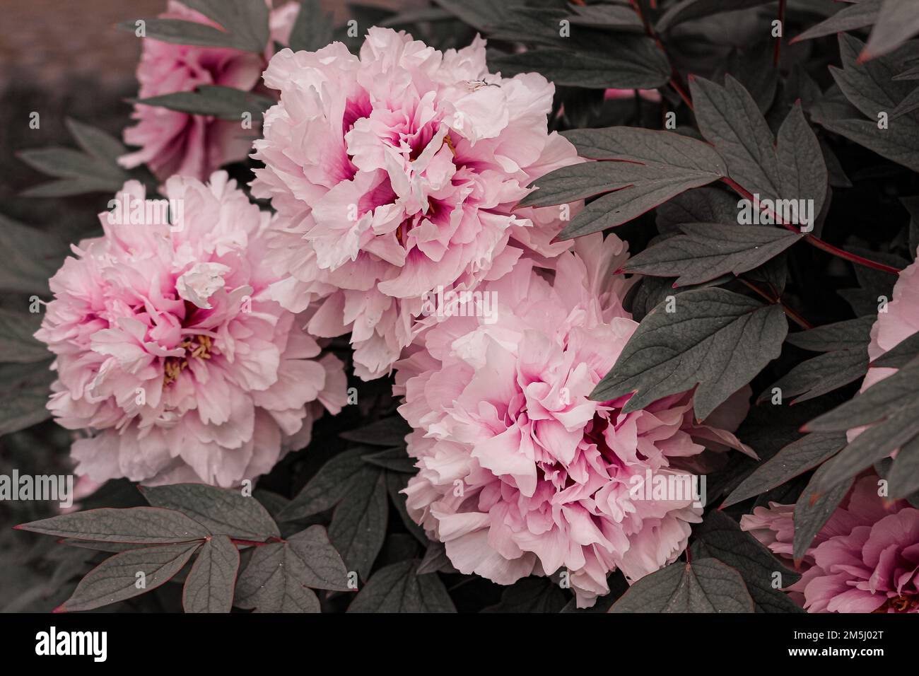 Wonderful large peonies in bloom Stock Photo - Alamy