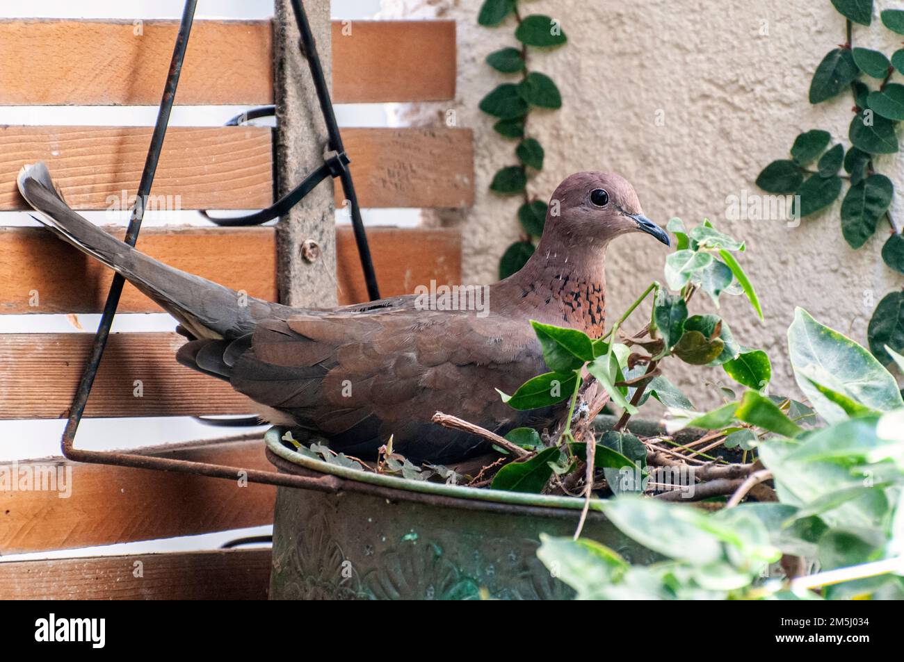 Nesting laughing dove (Spilopelia senegalensis) is a small pigeon that ...