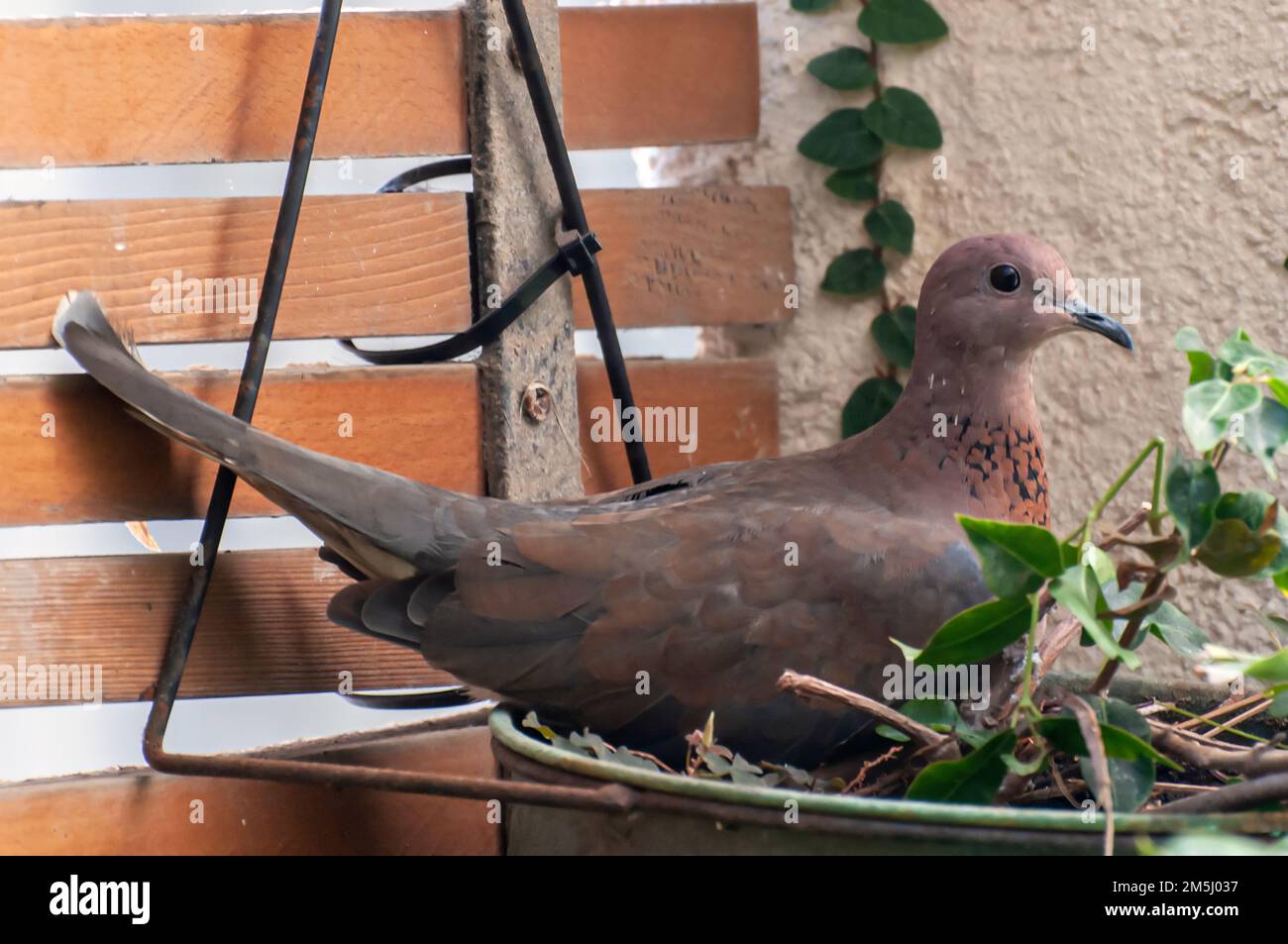 Nesting laughing dove (Spilopelia senegalensis) is a small pigeon that is a resident breeder in ...