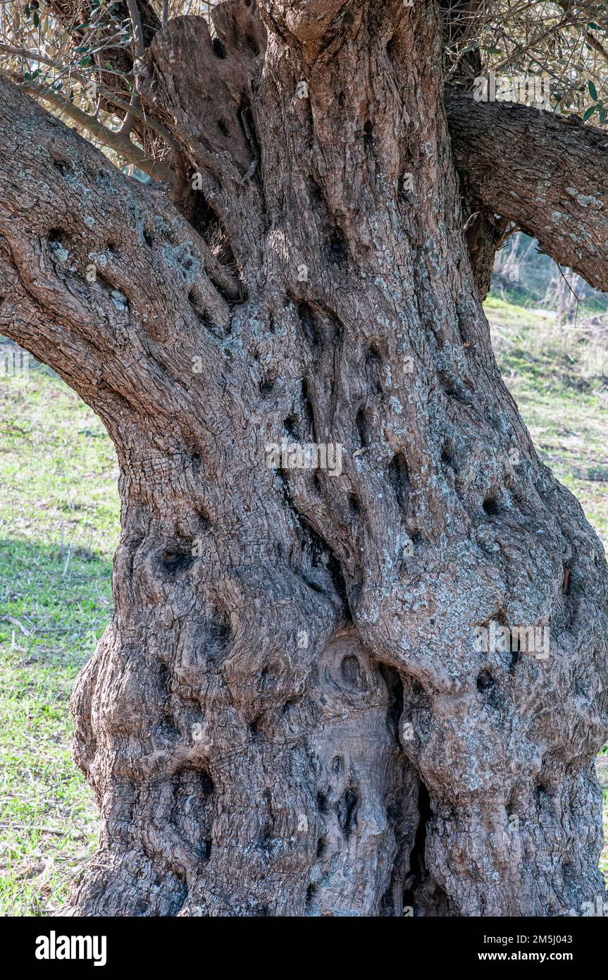 Ancient gnawed olive tree trunk Stock Photo - Alamy