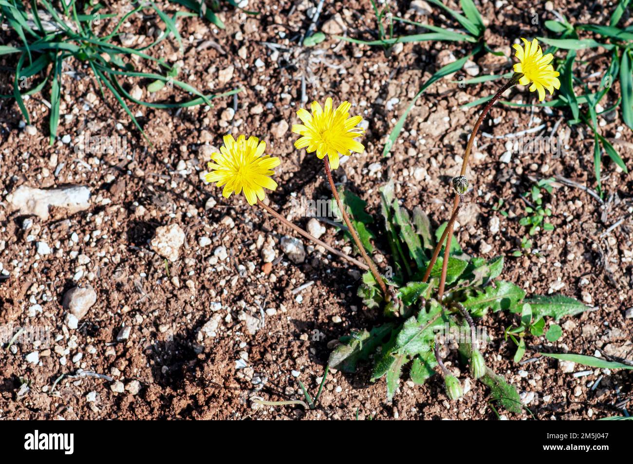 Tuberous Hawkbit (Leontodon tuberosus) is a species of plant in the ...
