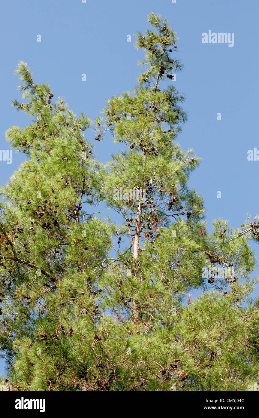 Pine tree with blue sky background Photographed in Israel Stock Photo ...