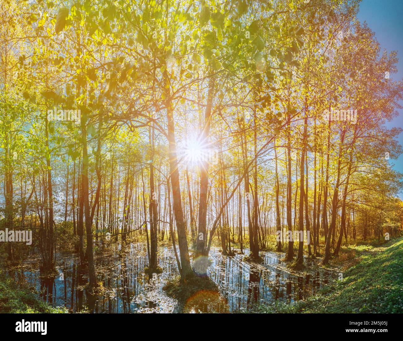 Reflection Of Trees Woods In Water Deluge During Flood. Beautiful ...