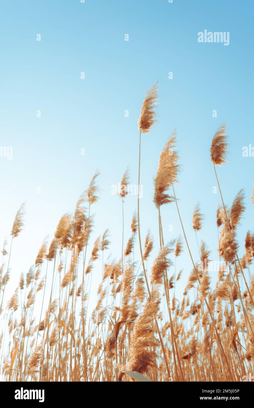 A tranquil winter sunset lake with reed flowers are in bloom. Bright ...