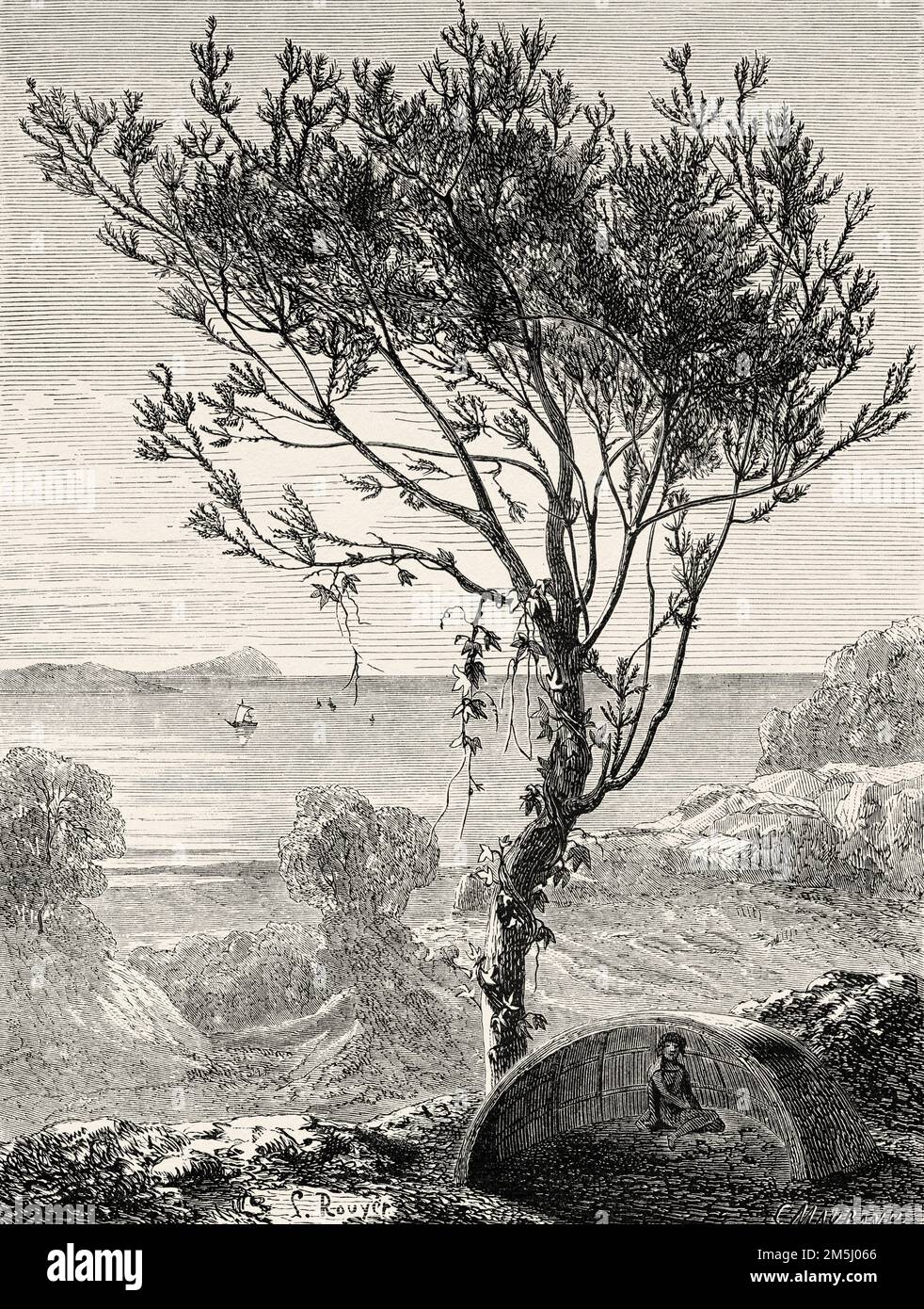 Banksia latifolia, Australian states of Victoria, Australia. Souvenir ...