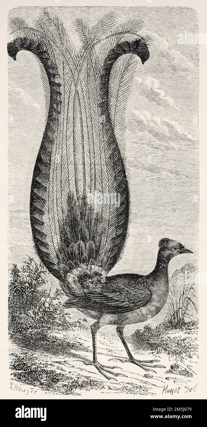 Mamura superba hi-res stock photography and images - Alamy