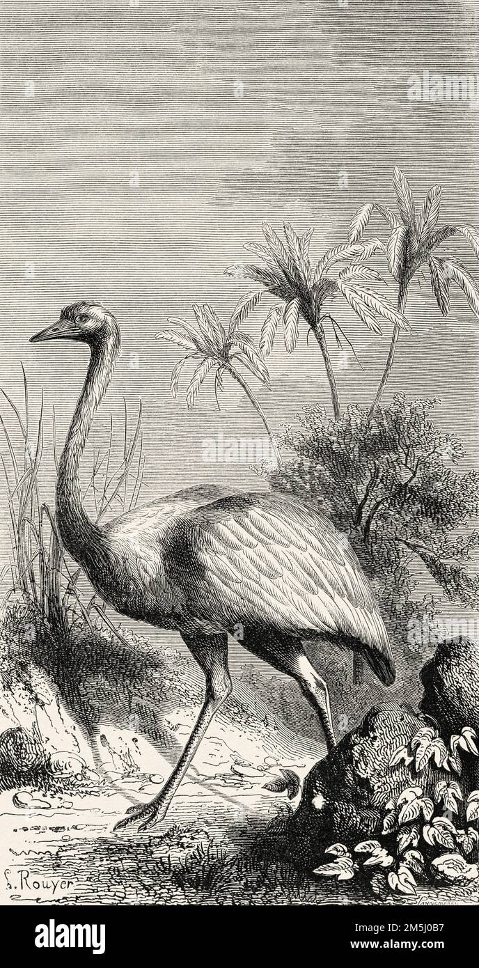 Greater rhea (Rhea americana) American ostrich, Patagonia. Chile, South ...