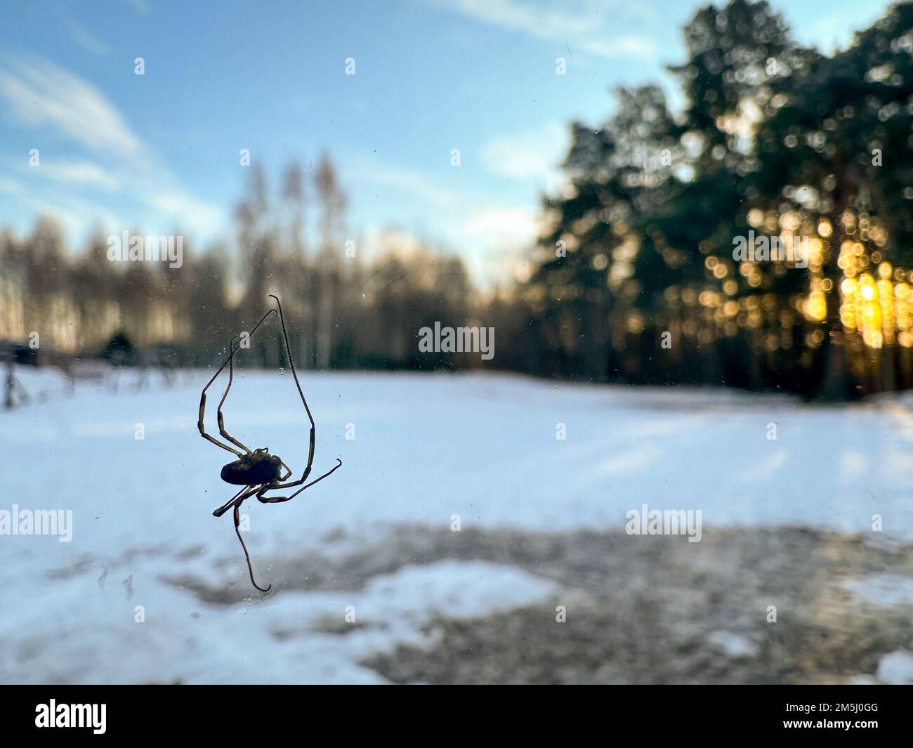 huge black house spider sits on a window glass at sunset with a forest ...