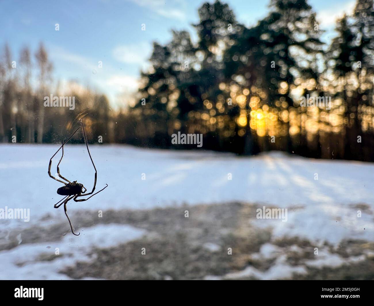 huge black house spider sits on a window glass at sunset with a forest ...