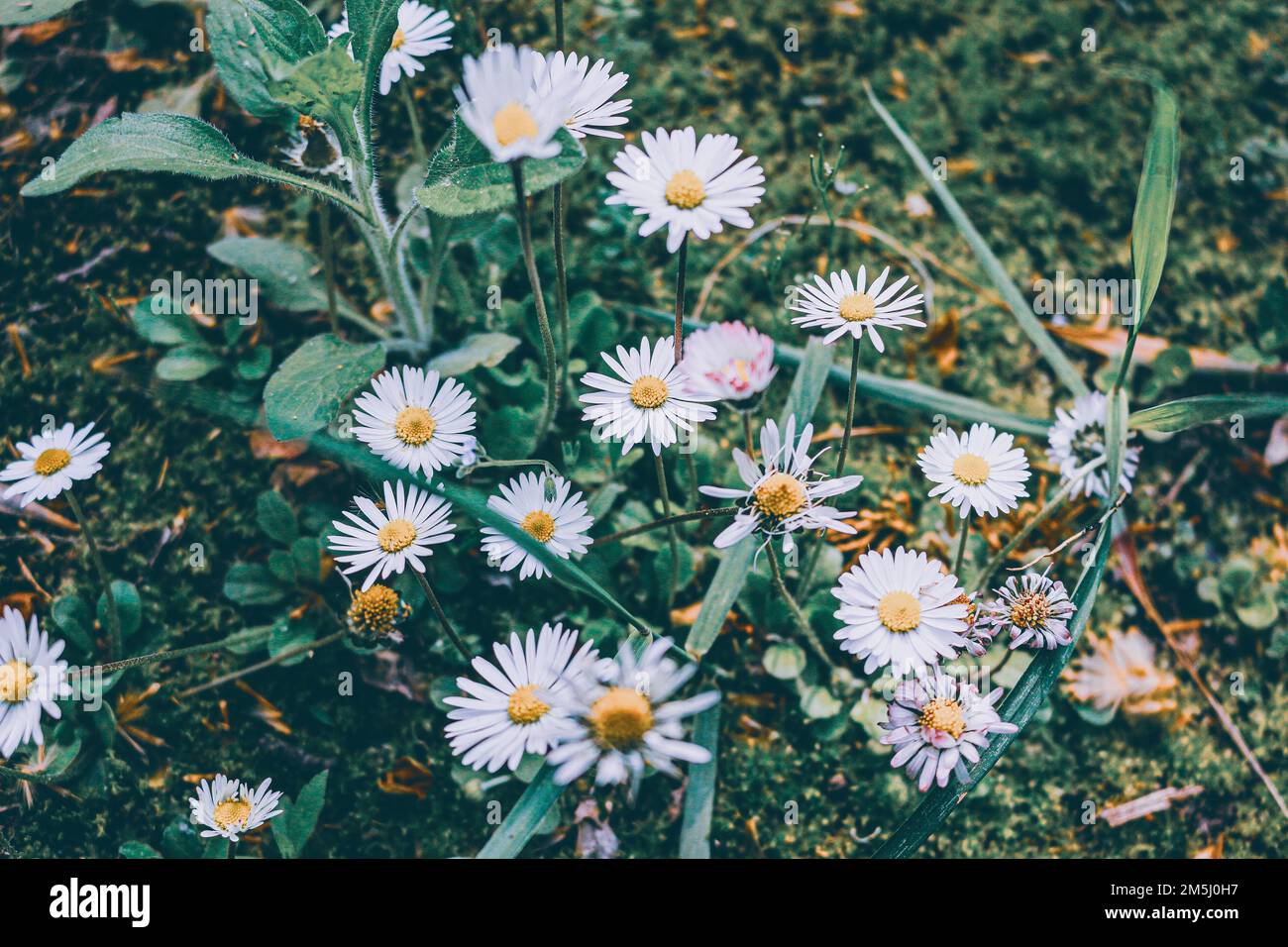 Cute daisies in bloom Stock Photo - Alamy