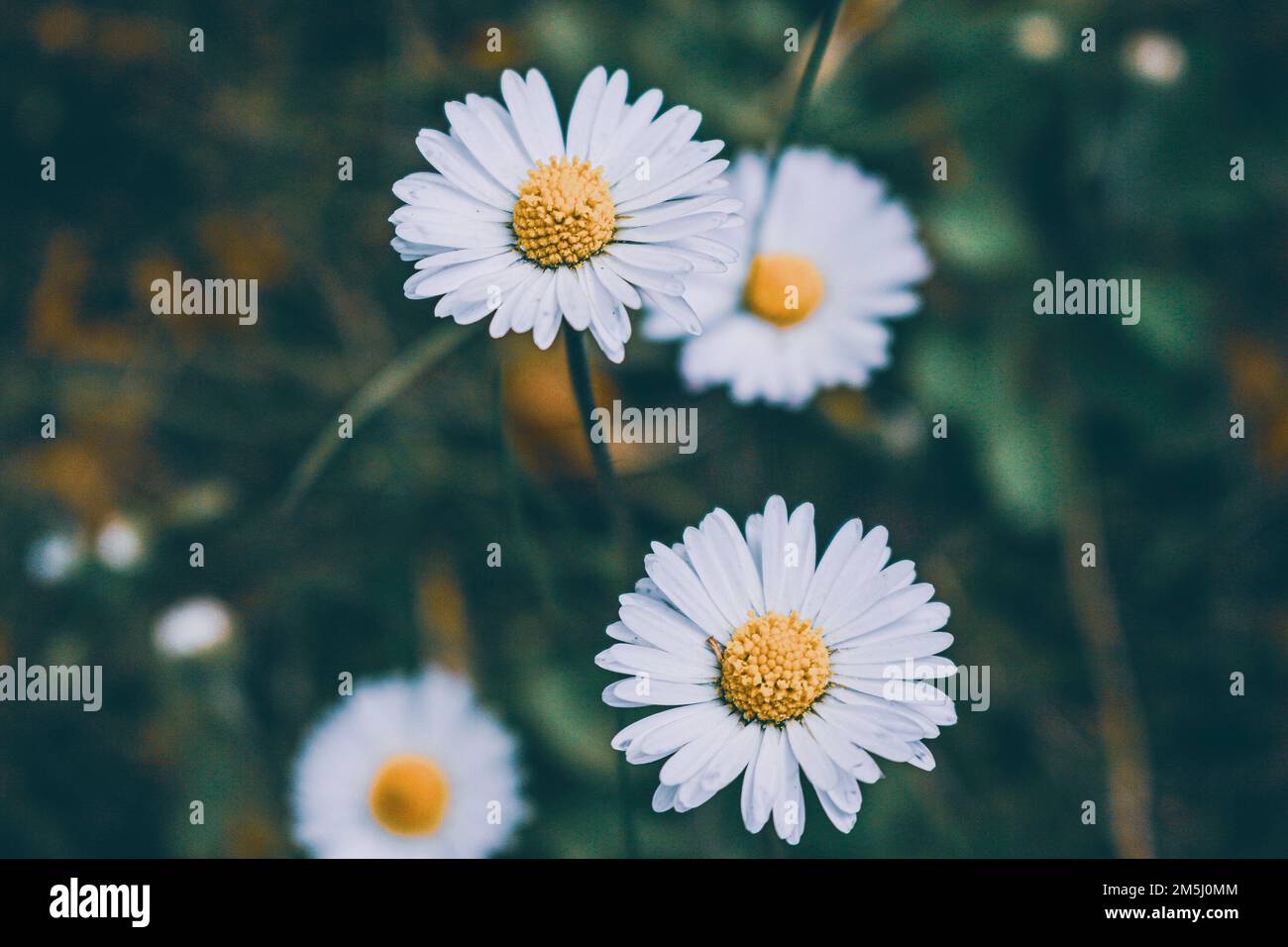 Cute daisies in bloom Stock Photo - Alamy