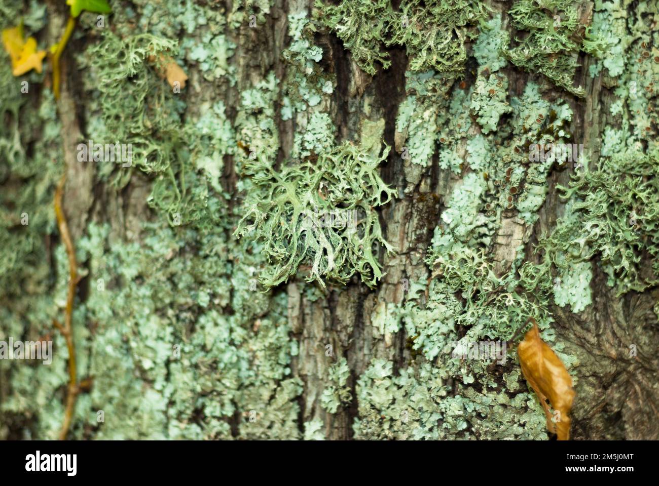 Greenish lichen on tree bark in humid forest, moss algae, horizontal ...