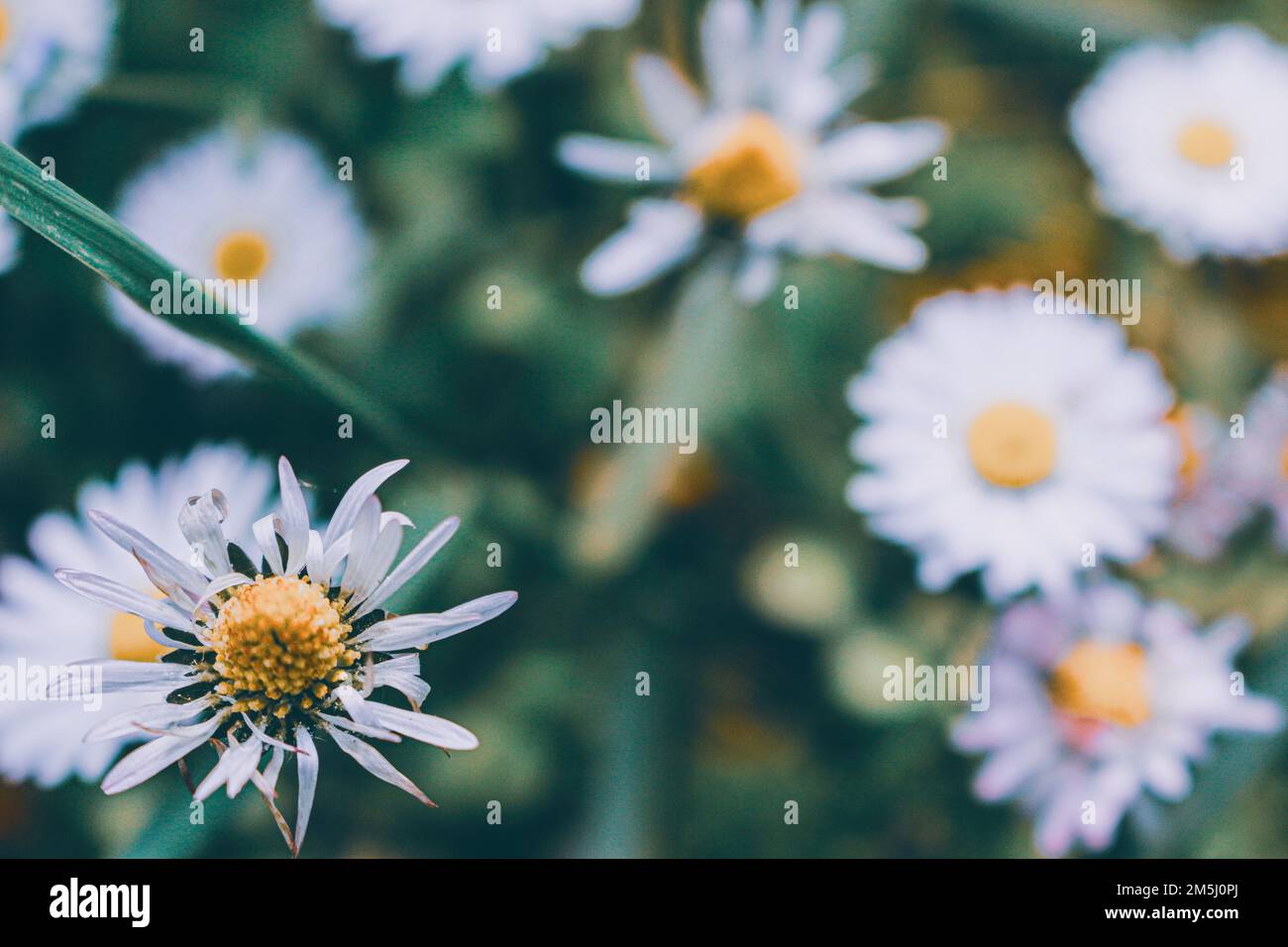 Cute daisies in bloom Stock Photo - Alamy