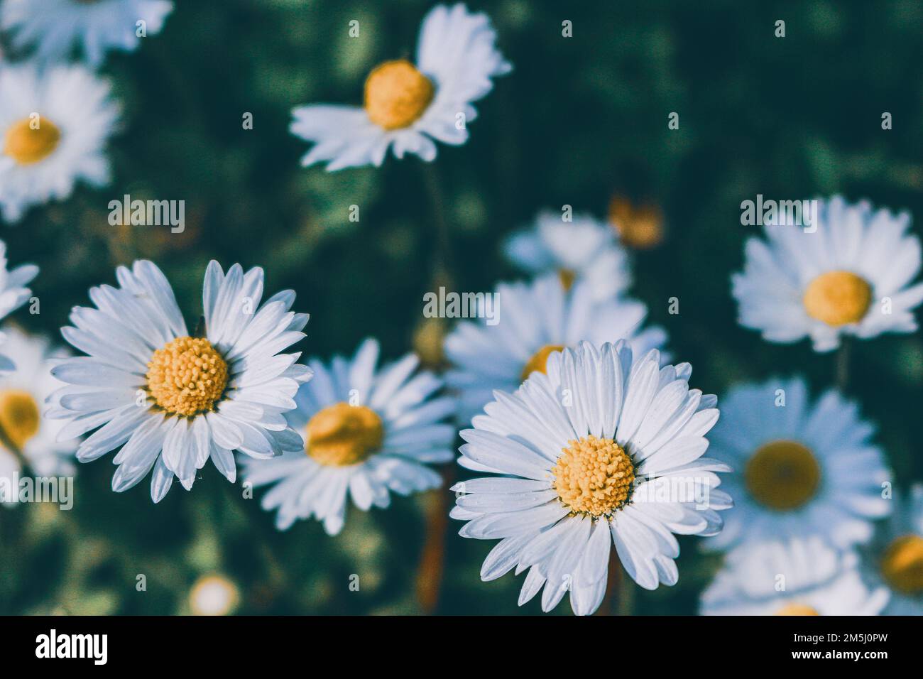 Cute daisies in bloom Stock Photo - Alamy