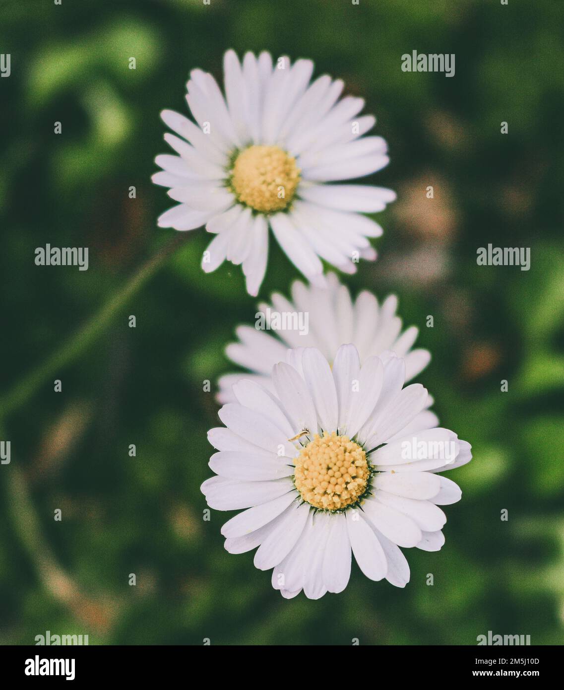 Cute daisies in bloom at summer, at the graveyard Stock Photo - Alamy