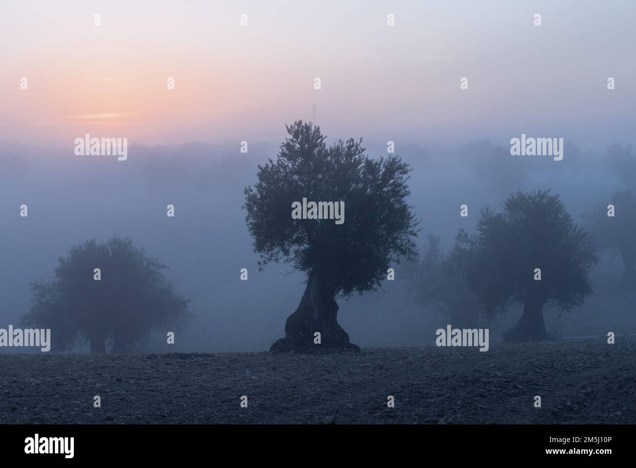 Silhouette of an olive tree in the rural fields of Spain during an ...