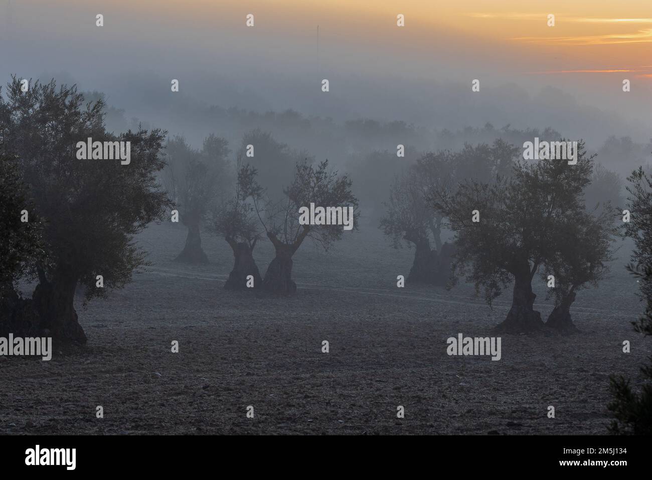Silhouette of an olive tree in the rural fields of Spain during an ...