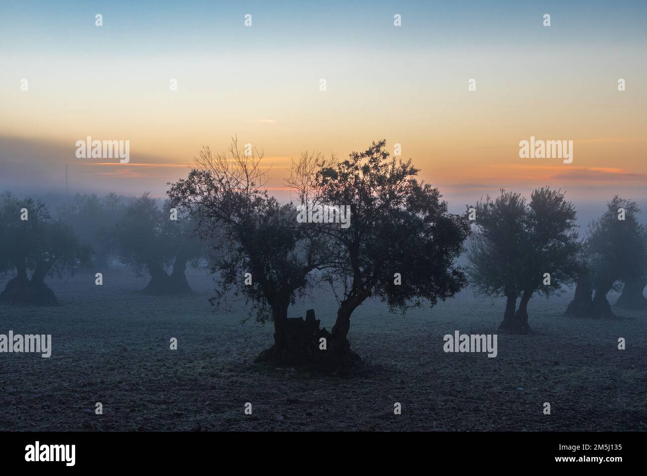 Silhouette of an olive tree in the rural fields of Spain during an ...
