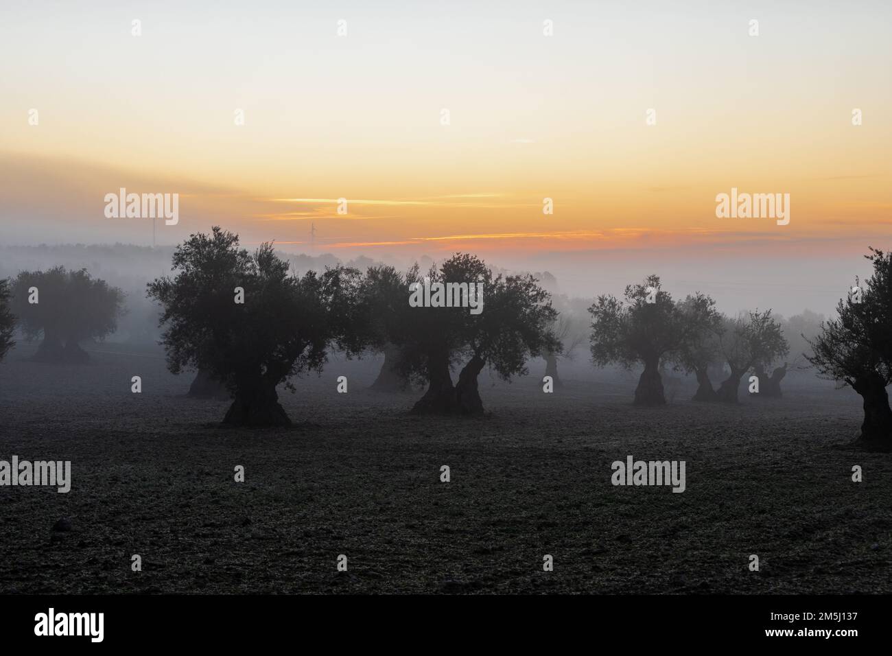 Silhouette of an olive tree in the rural fields of Spain during an ...