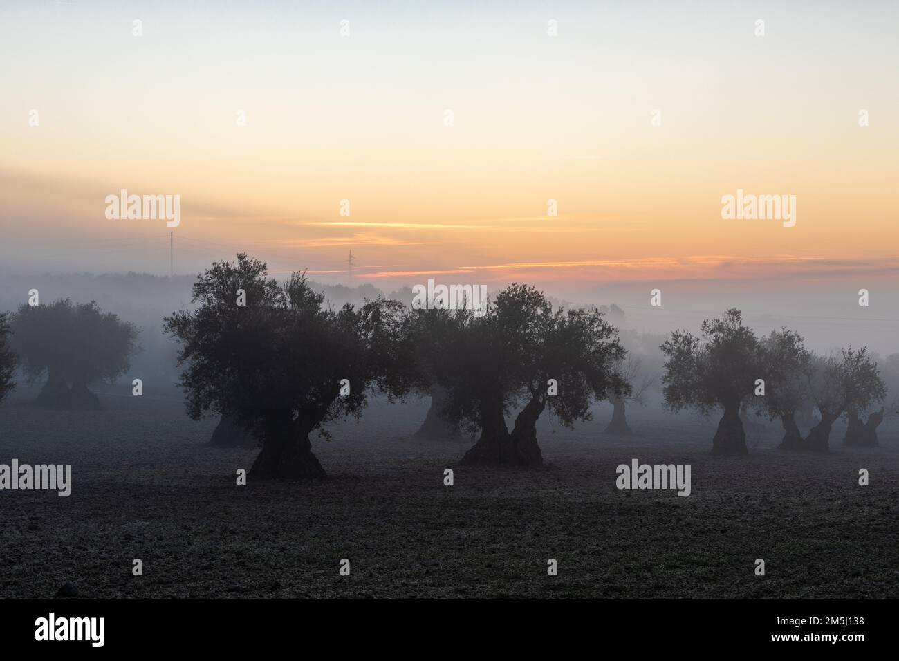 Silhouette of an olive tree in the rural fields of Spain during an ...