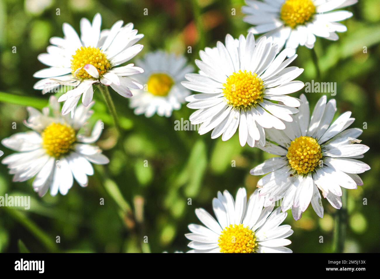 Cute daisies in bloom at summer, at the graveyard Stock Photo - Alamy