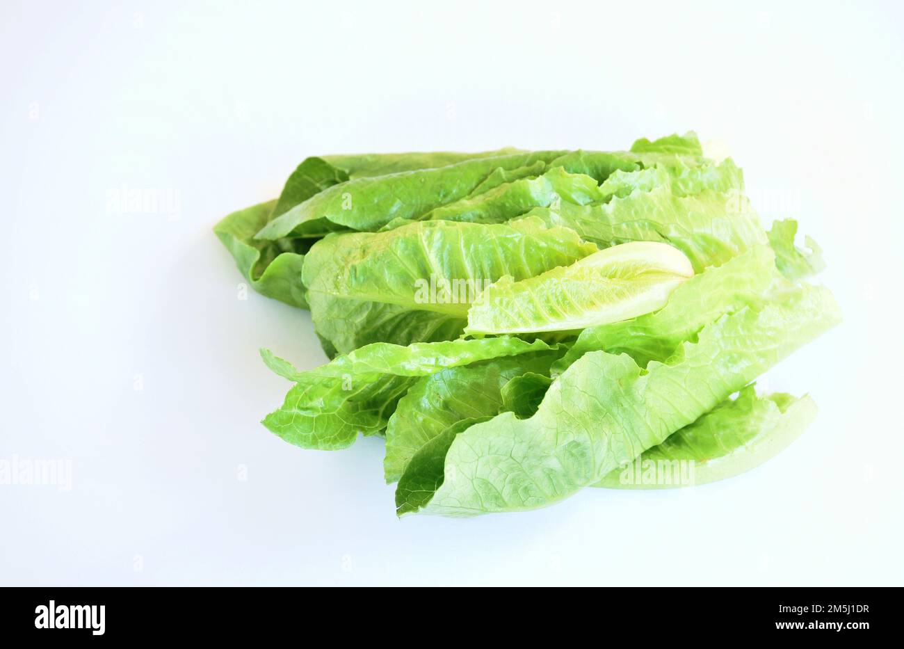 fresh green cos or romance lettuce vegetable salad with drop of water ...