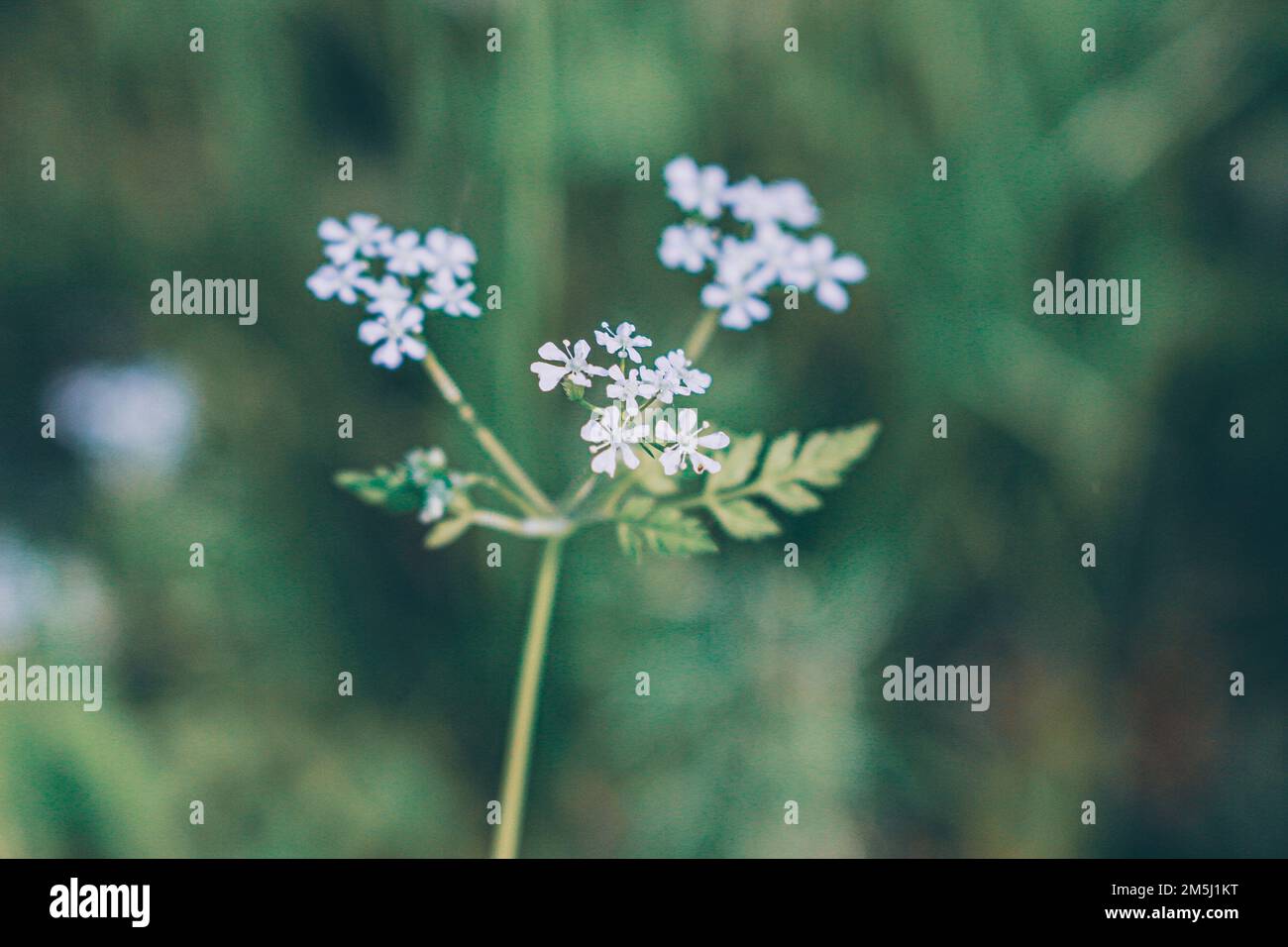 Cow parsley in bloom Stock Photo - Alamy