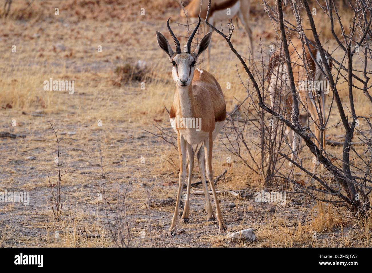 Springboks in etosha hi-res stock photography and images - Alamy