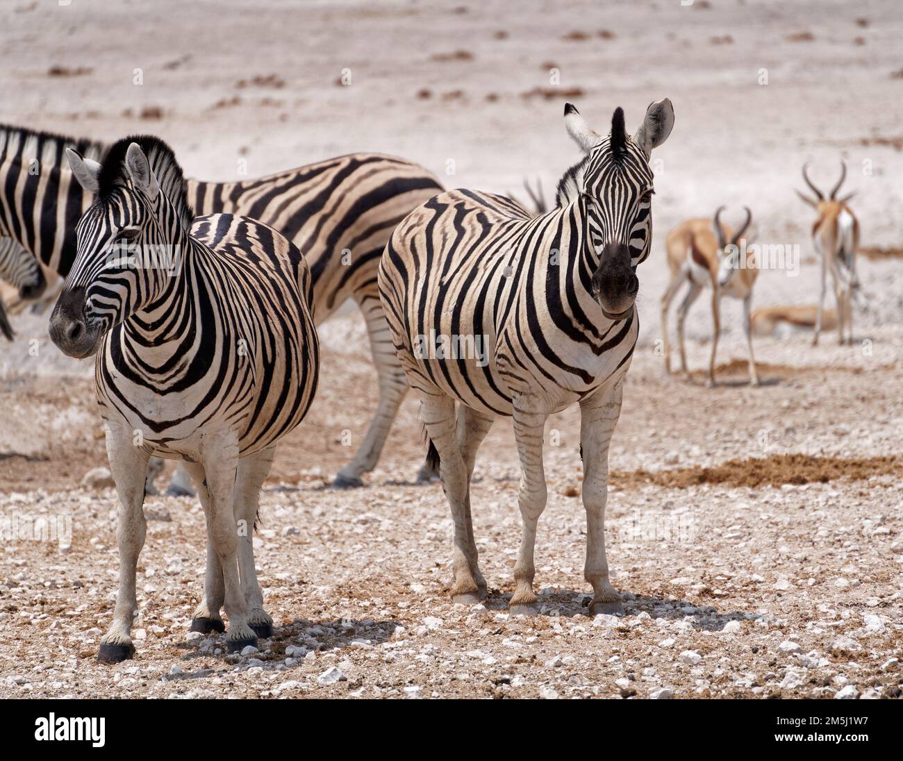 Zebras in Etosha National Park Stock Photo - Alamy