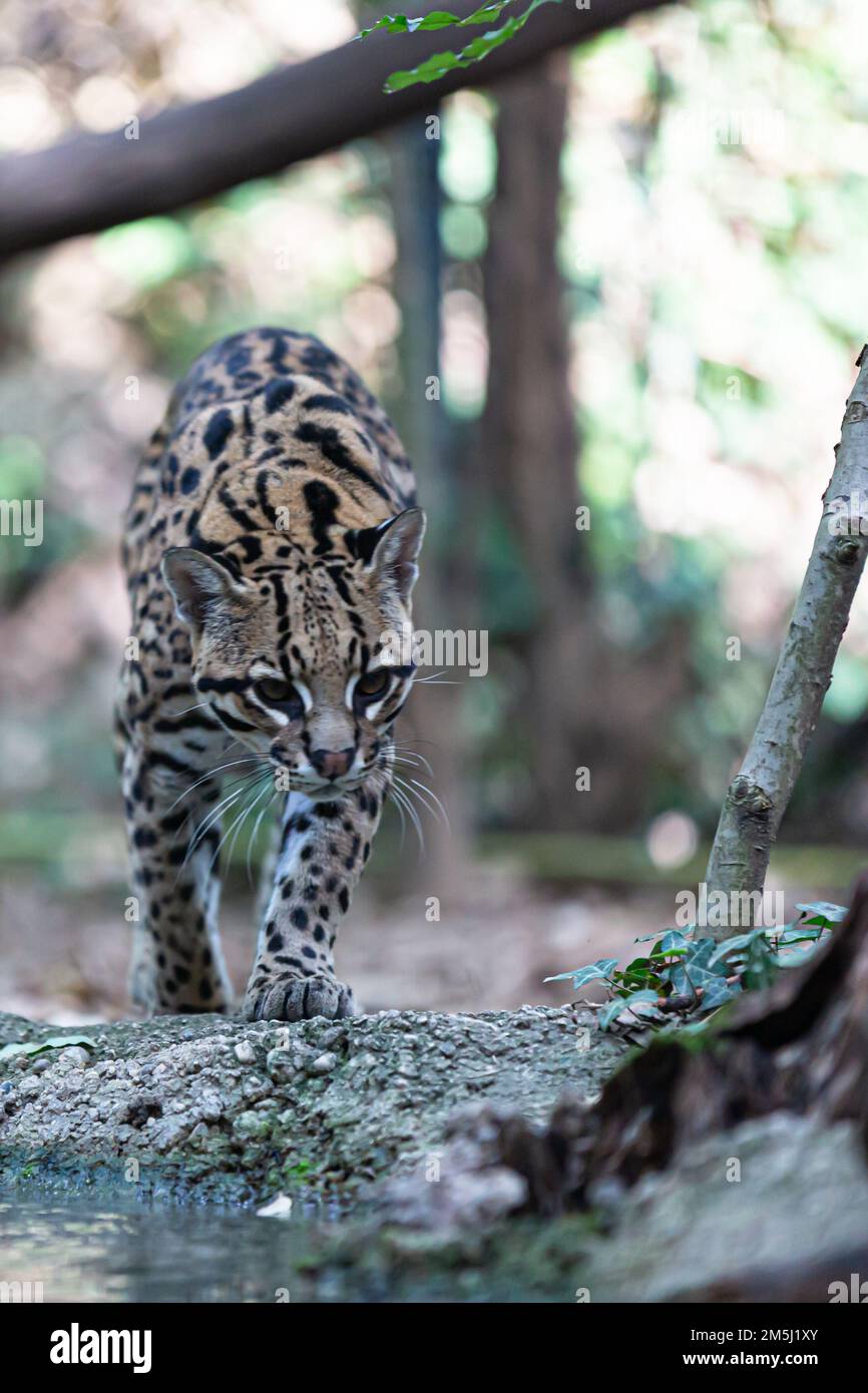 ocelot animal portrait on nature background Stock Photo - Alamy