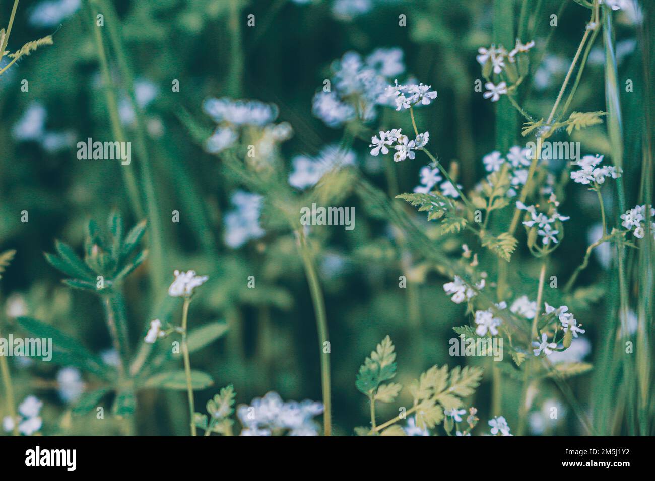 Cow parsley in bloom Stock Photo - Alamy