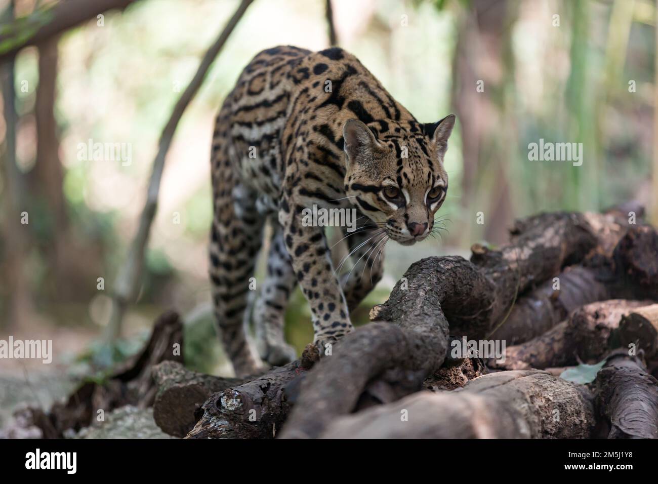 ocelot animal portrait on nature background Stock Photo - Alamy