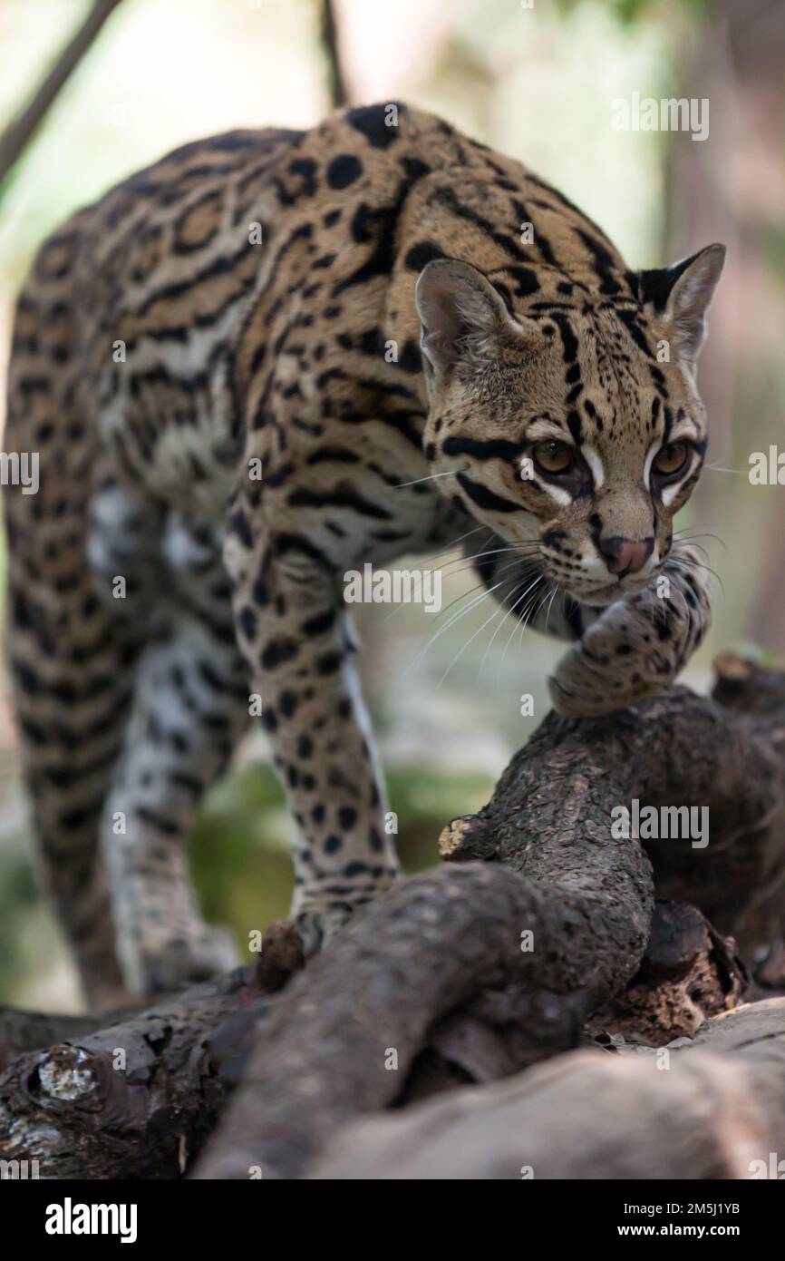 ocelot animal portrait on nature background Stock Photo - Alamy
