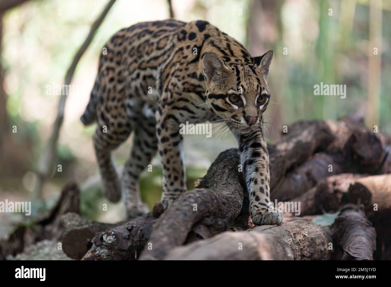 Angry jaguar hi-res stock photography and images - Alamy