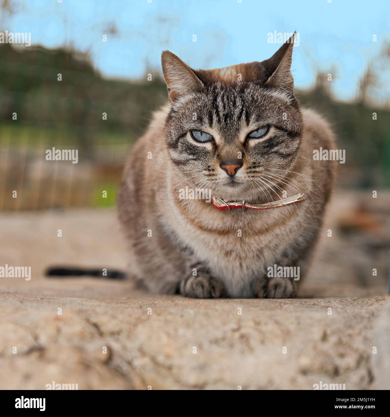 Katzenschnurren hi-res stock photography and images - Alamy
