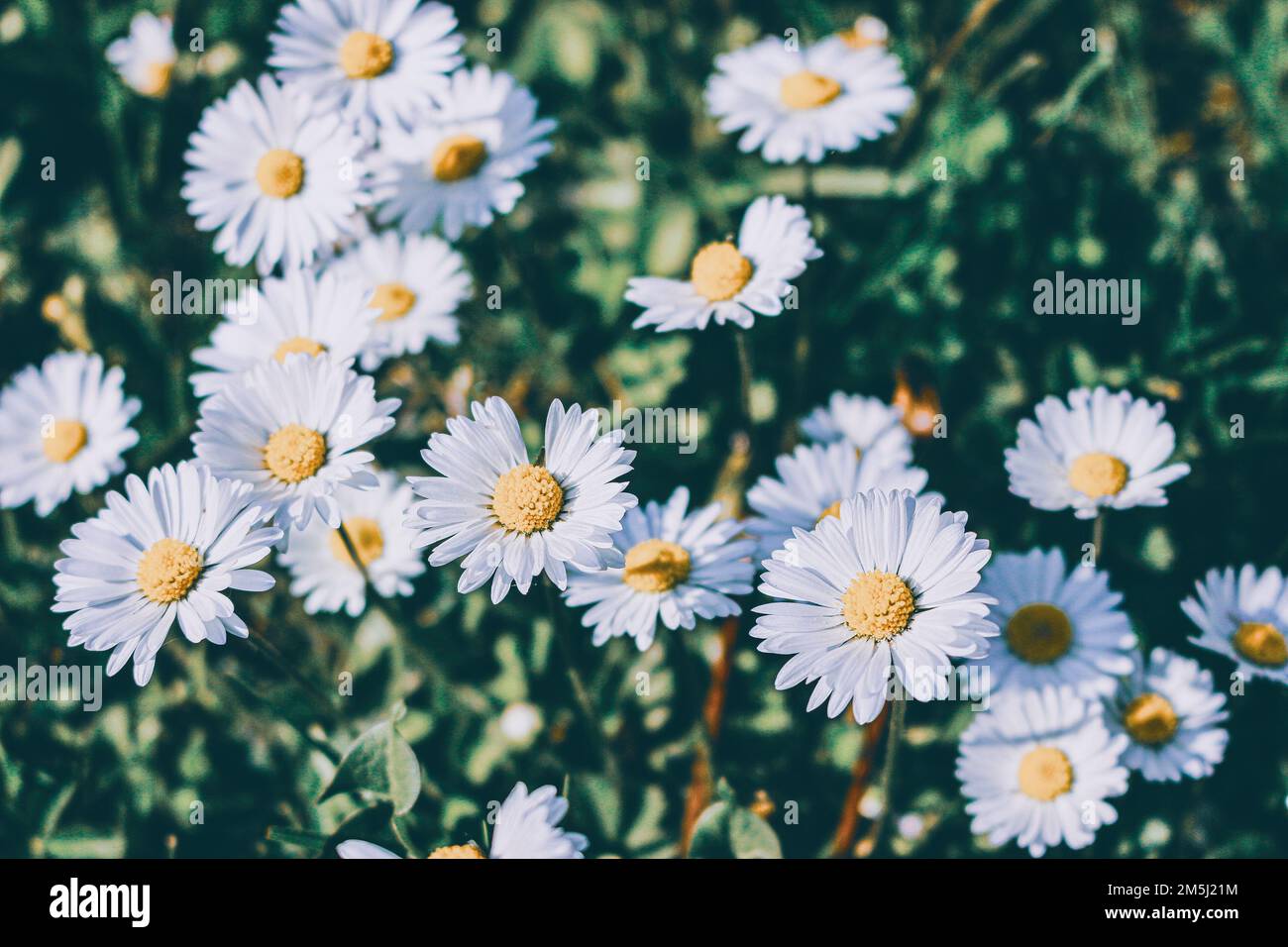 Cute daisies in bloom at summer, at the graveyard Stock Photo - Alamy