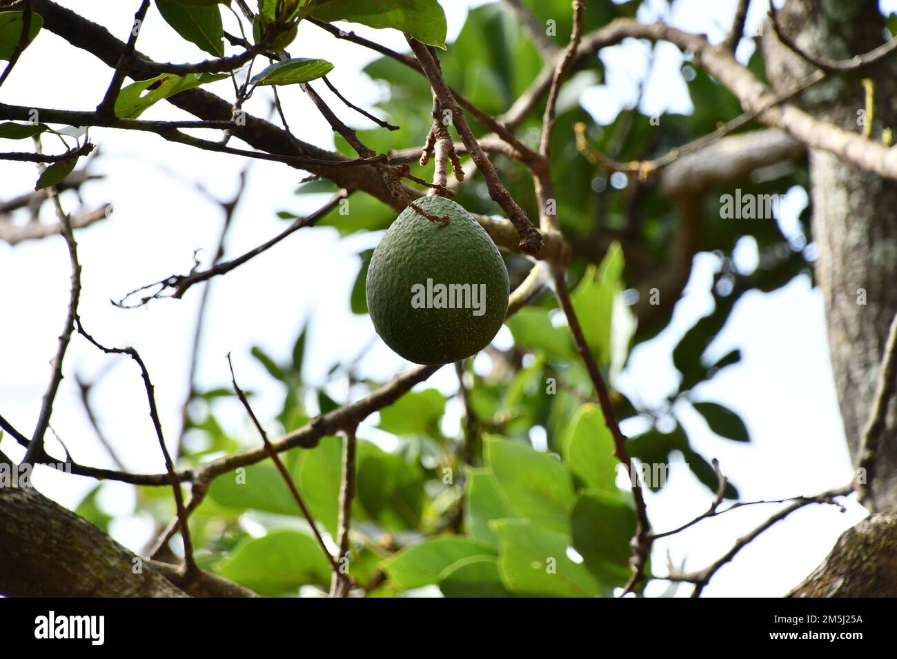 the avocado fruit hanging on the branch of the tree Stock Photo - Alamy