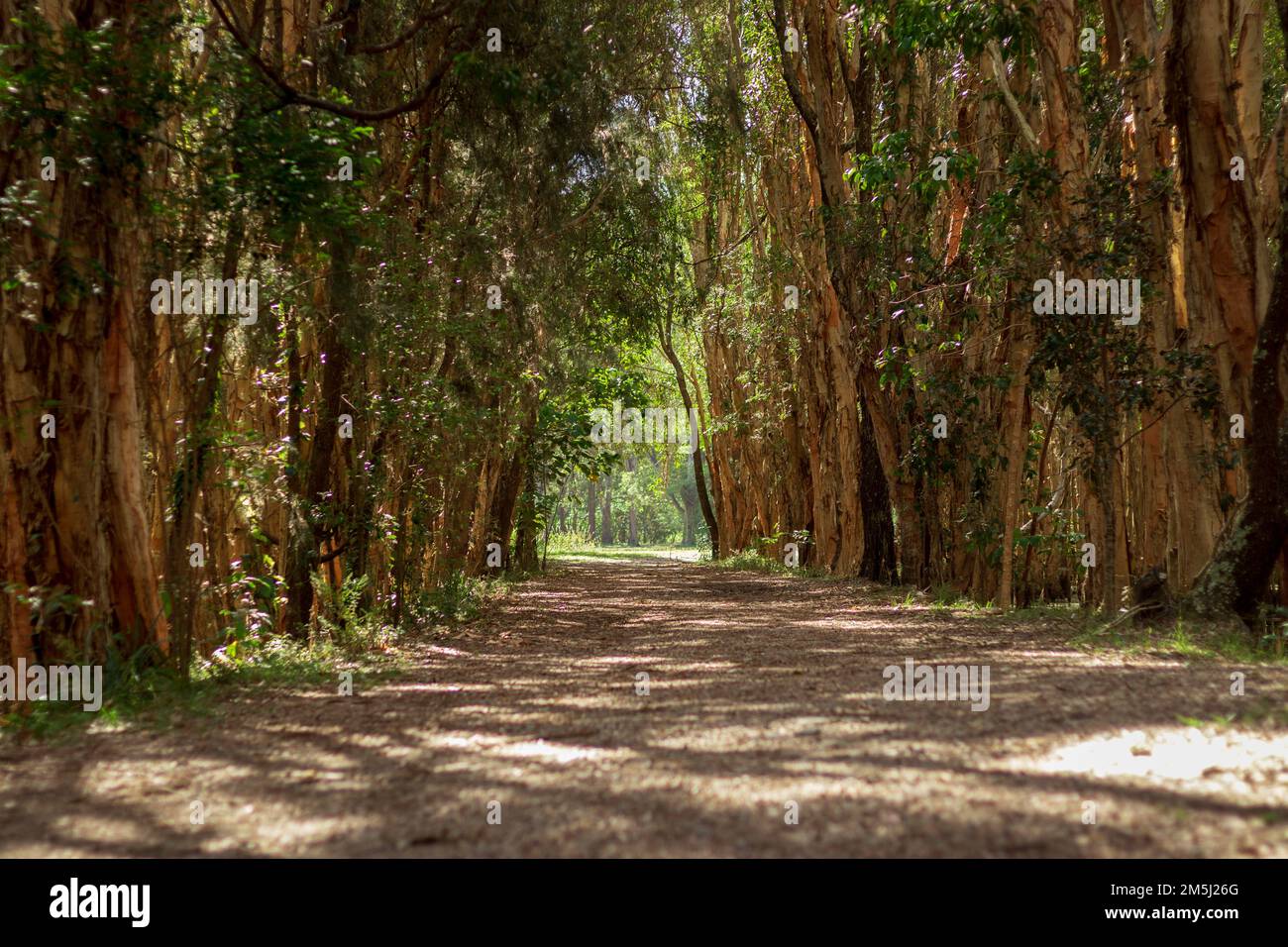 A landscape of a narrow pathway covered in greenery in Coombabah Park ...