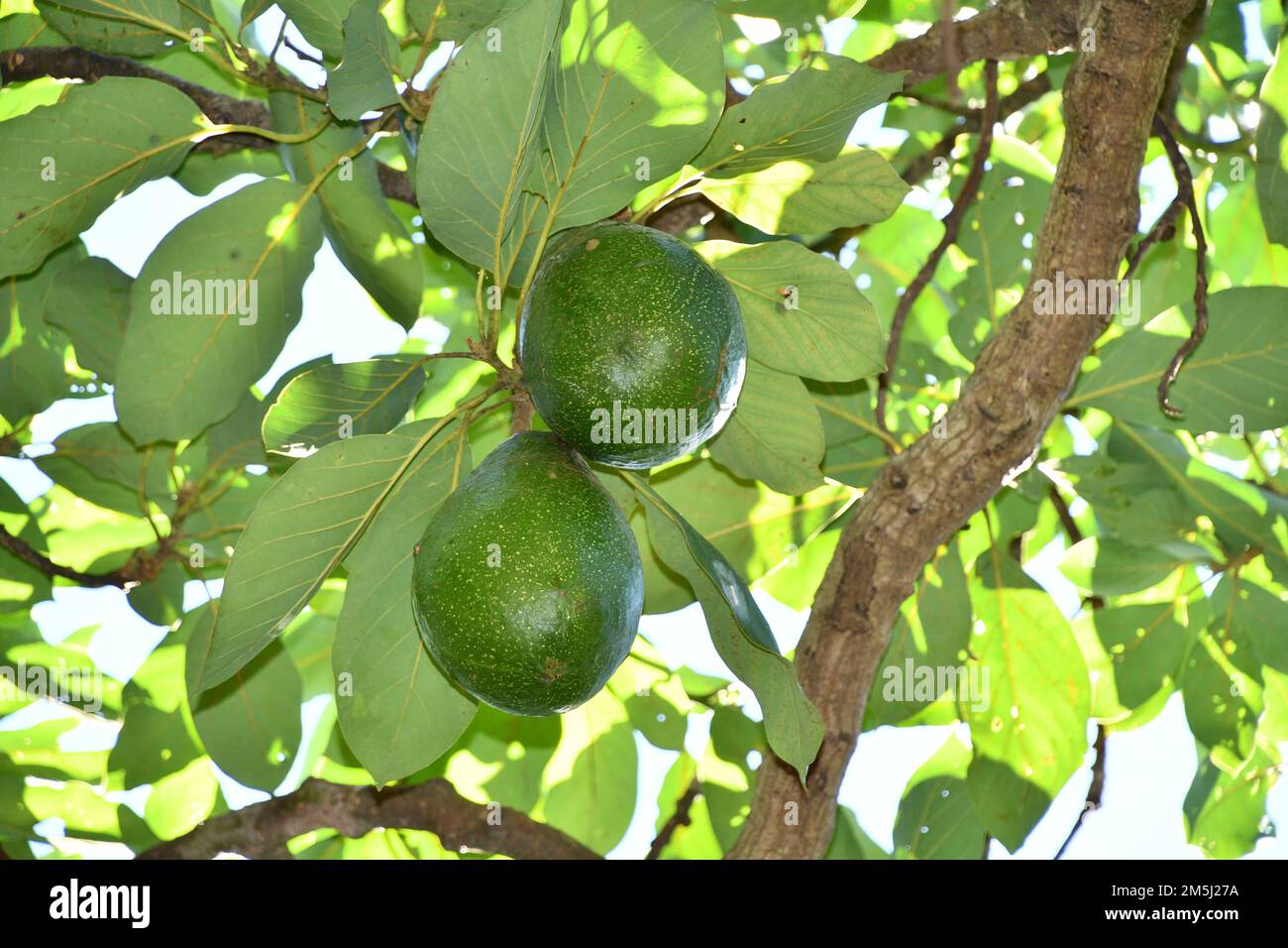the avocado fruit hanging on the branch of the tree Stock Photo - Alamy