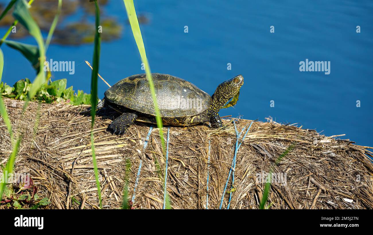 A european pond turtle in the swamps of the danube delta Stock Photo ...