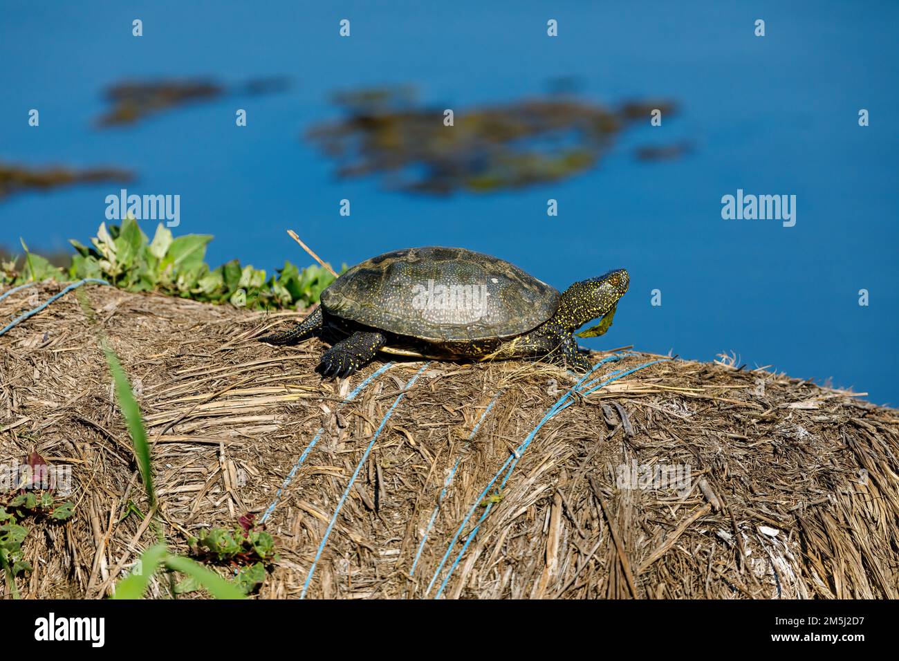 A european pond turtle in the swamps of the danube delta Stock Photo ...