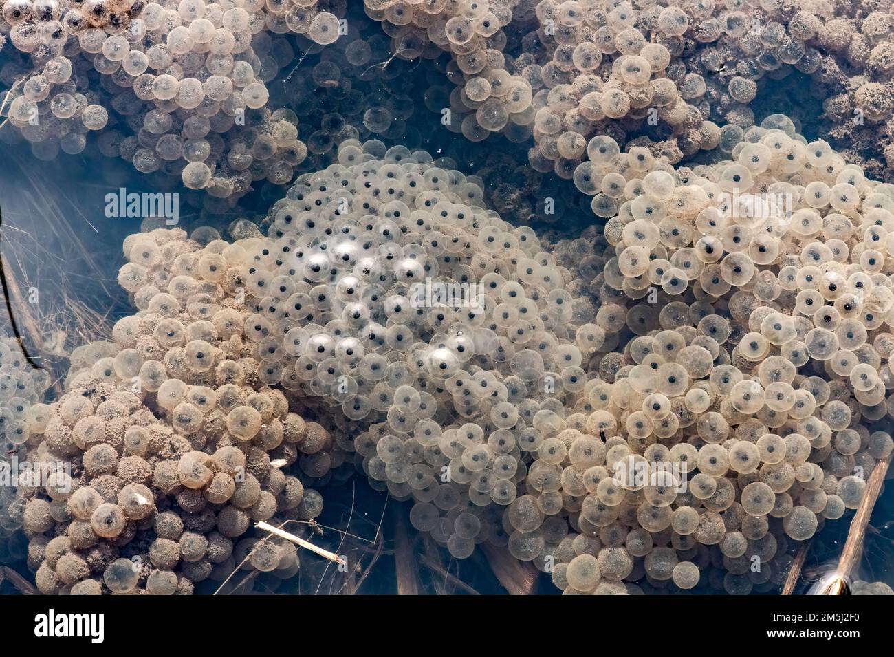 Frogspawn Clipart Flower